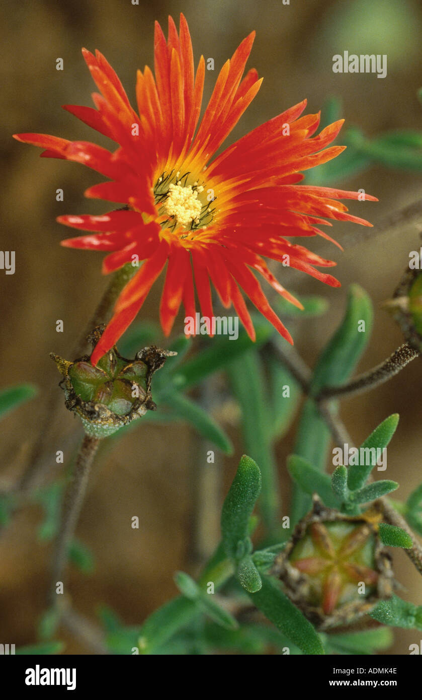 Bellum hi-res stock photography and images - Alamy