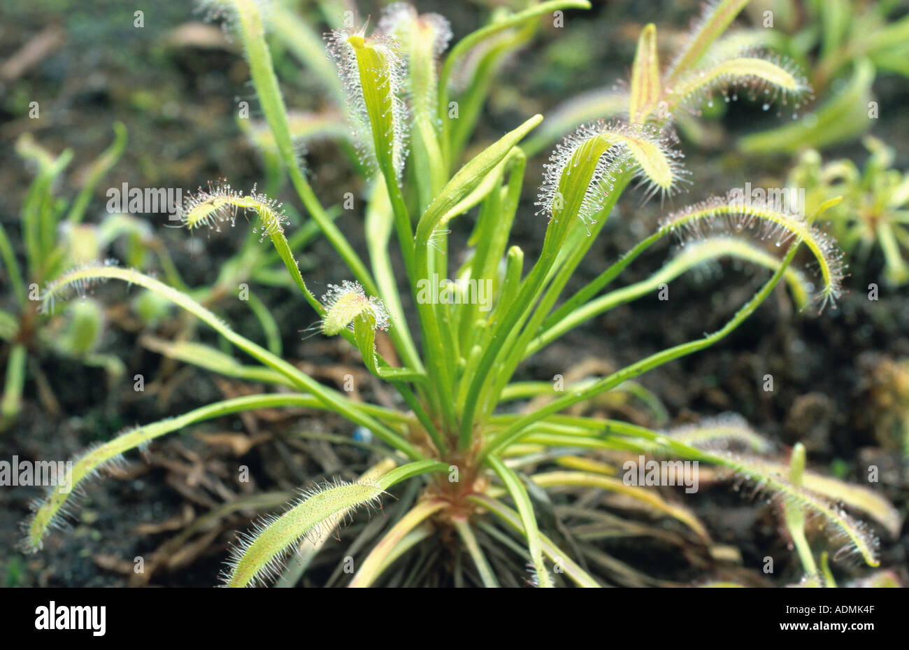 Cape sundew (Drosera capensis), adhesive leaves Stock Photo - Alamy