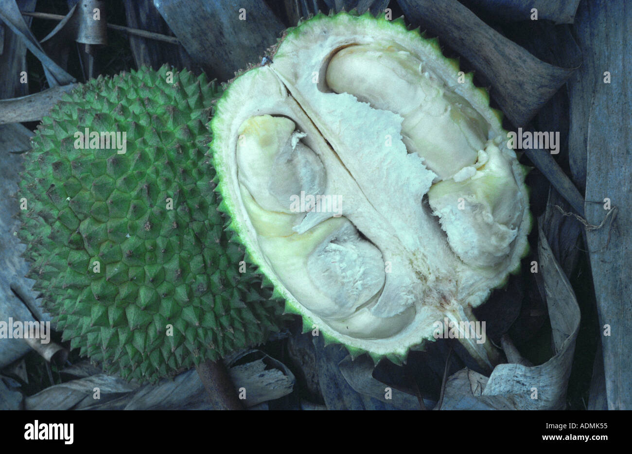 durian (Durio zibethinus), fruit Stock Photo - Alamy
