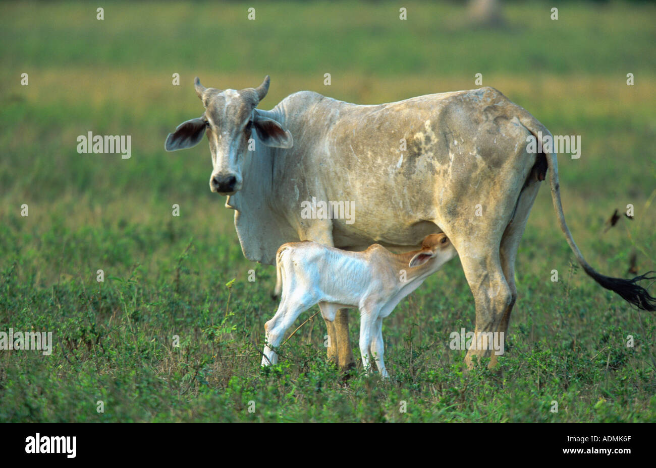 domestic cattle (Bos primigenius f. taurus), cow nursing calf, Brazil ...
