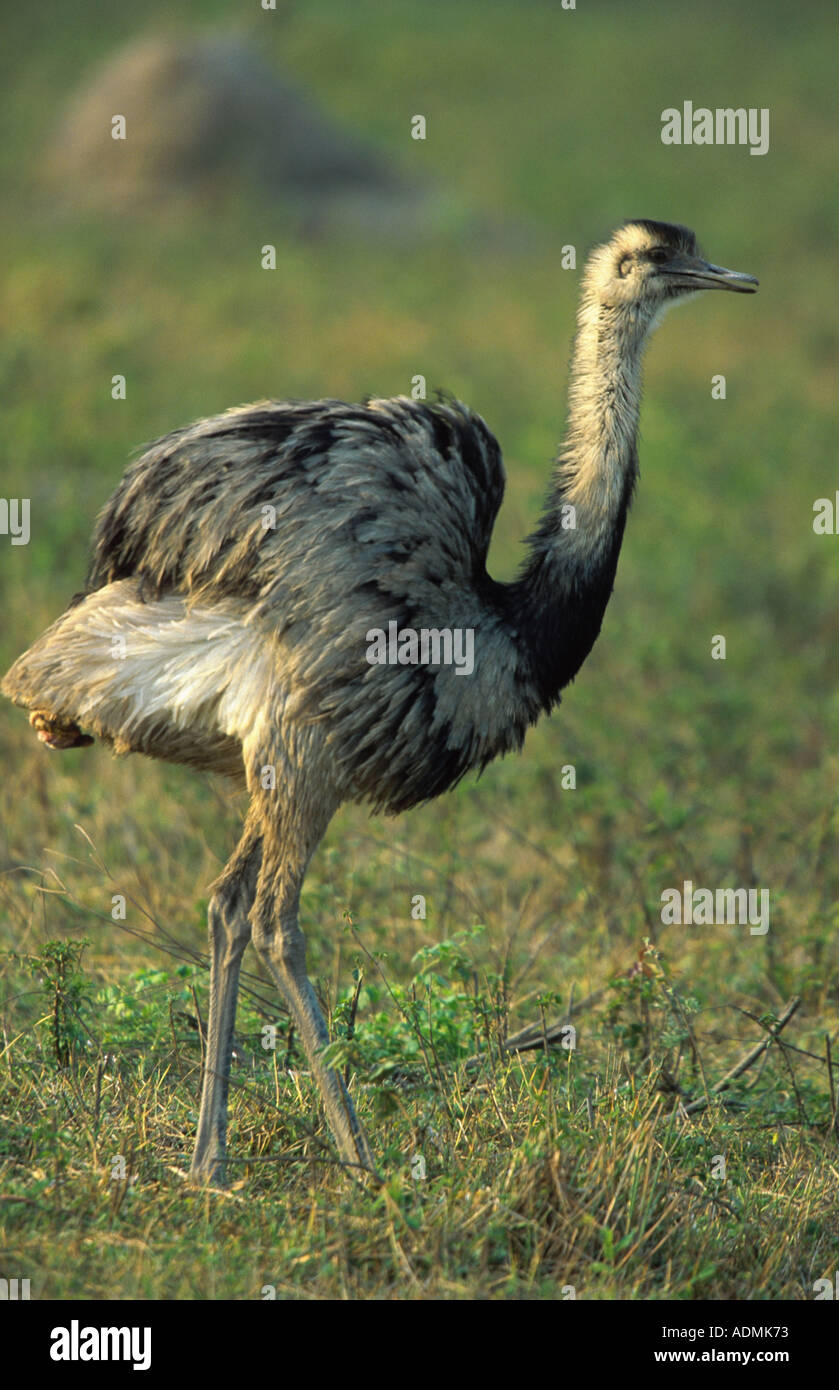 greater rhea (Rhea americana), Brazil, Pantanal Stock Photo - Alamy