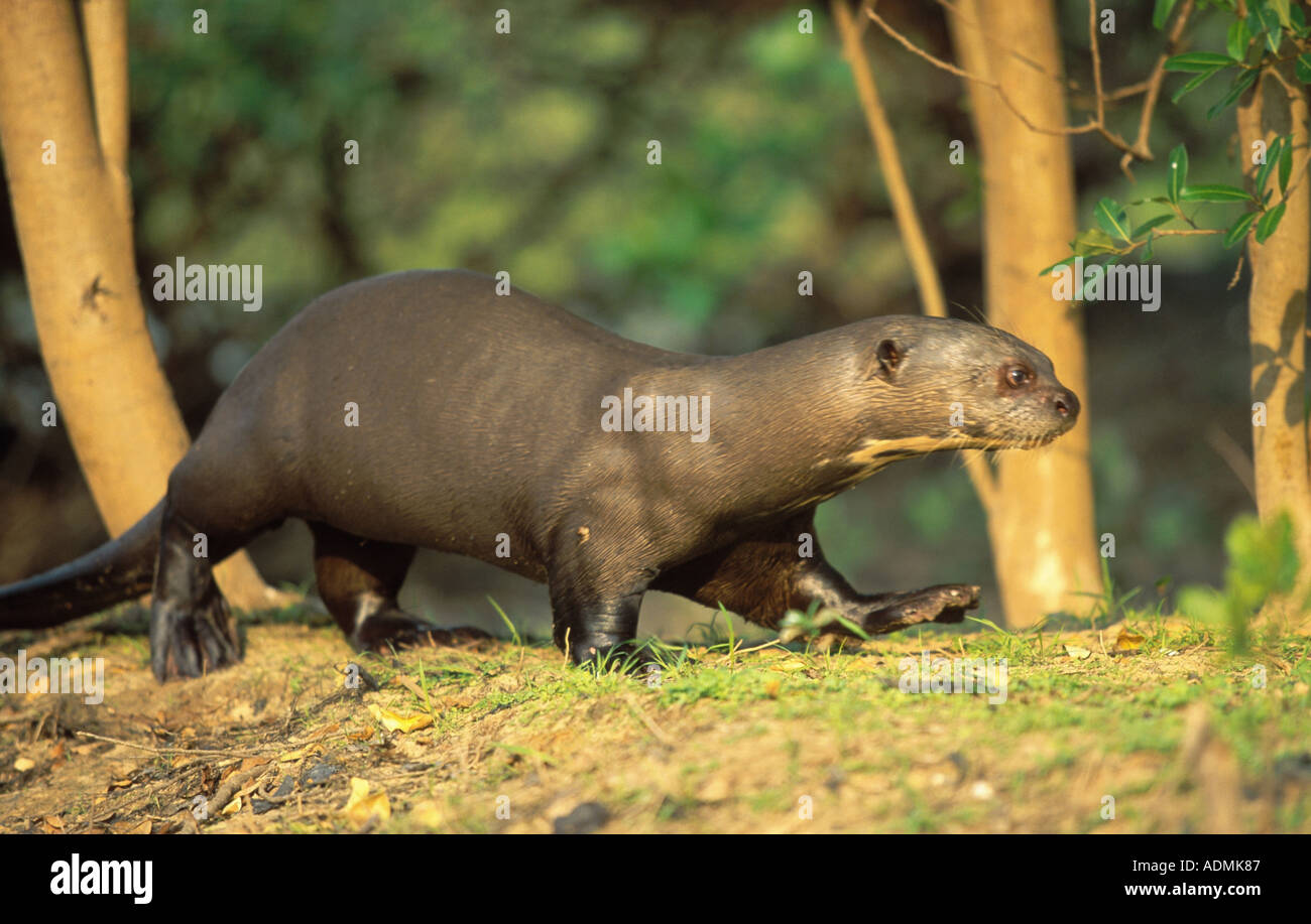 giant otter (Pteronura brasiliensis), walking, Brazil, Pantanal Stock ...