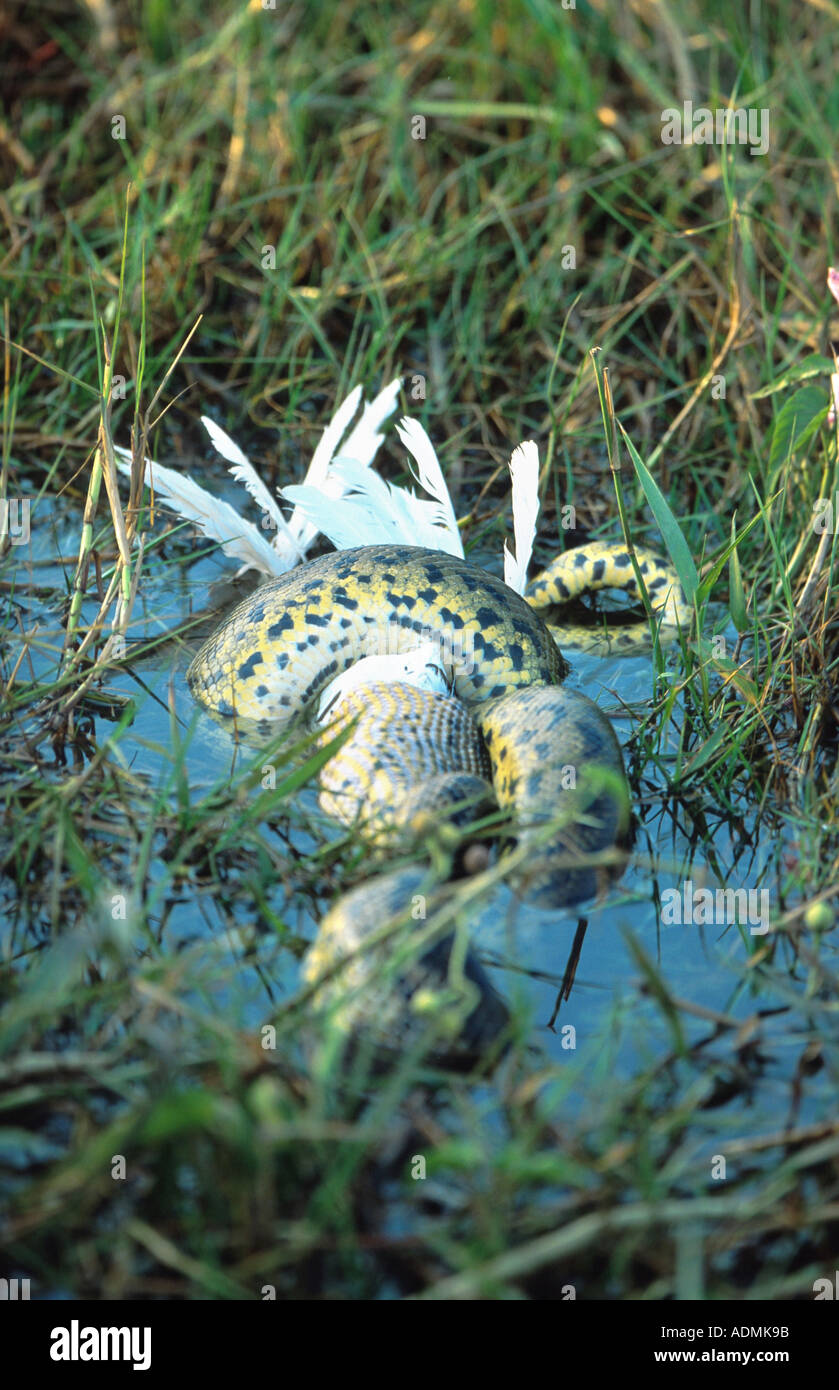 anaconda, water boa (Eunectes murinus), feeding on egret, Brazil ...