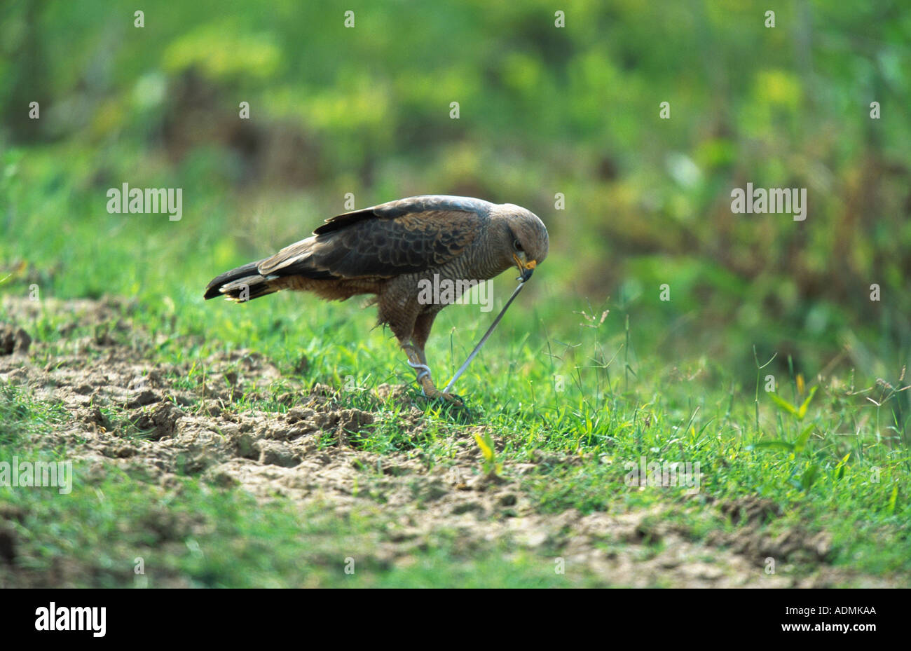 savannah hawk (Buteogallus meridionalis), Brazil, Pantanal Stock Photo ...