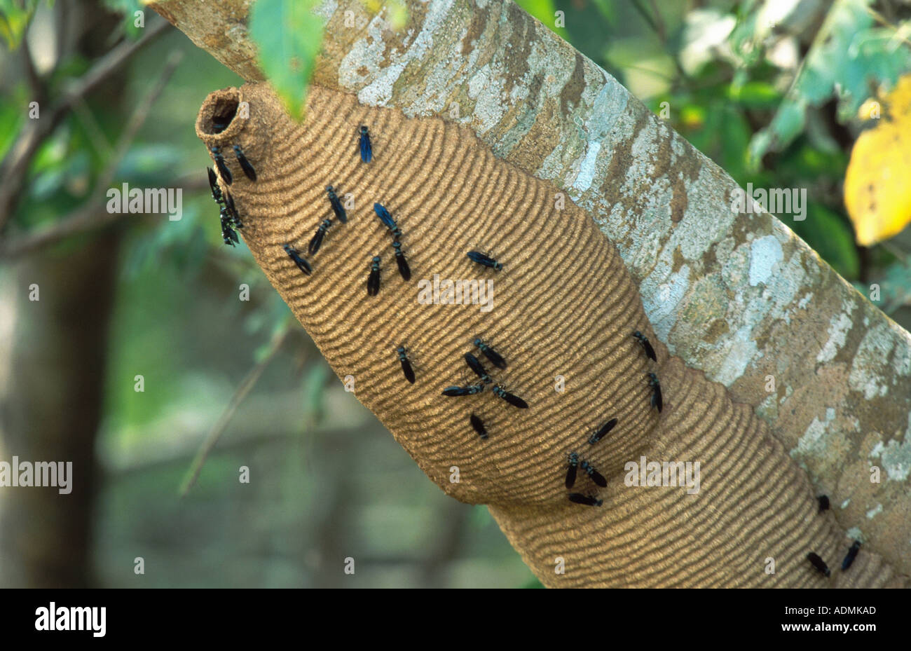 wasp nest (Vespidae), Brazil, Pantanal Stock Photo - Alamy