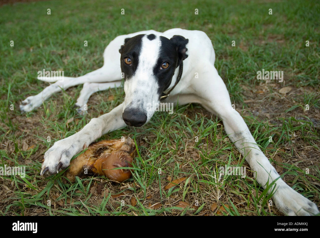 Dog protecting bone hi-res stock photography and images - Alamy