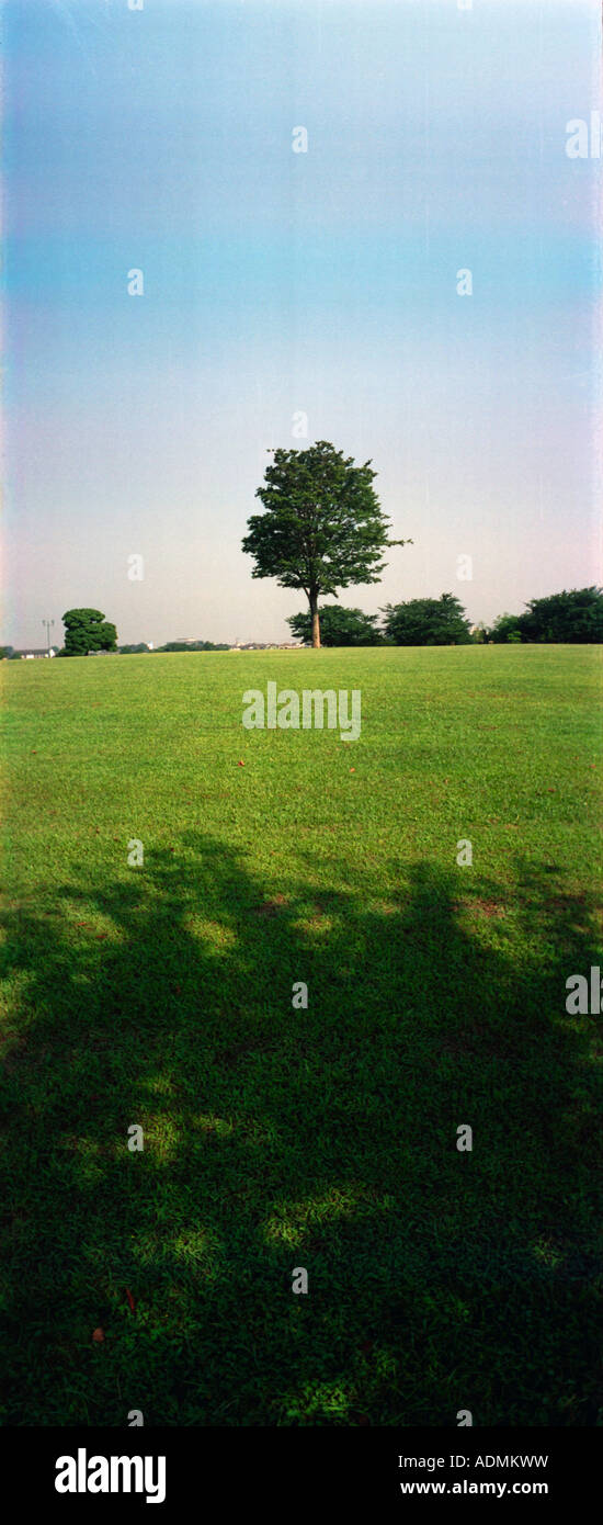 Tree on greenland Stock Photo - Alamy