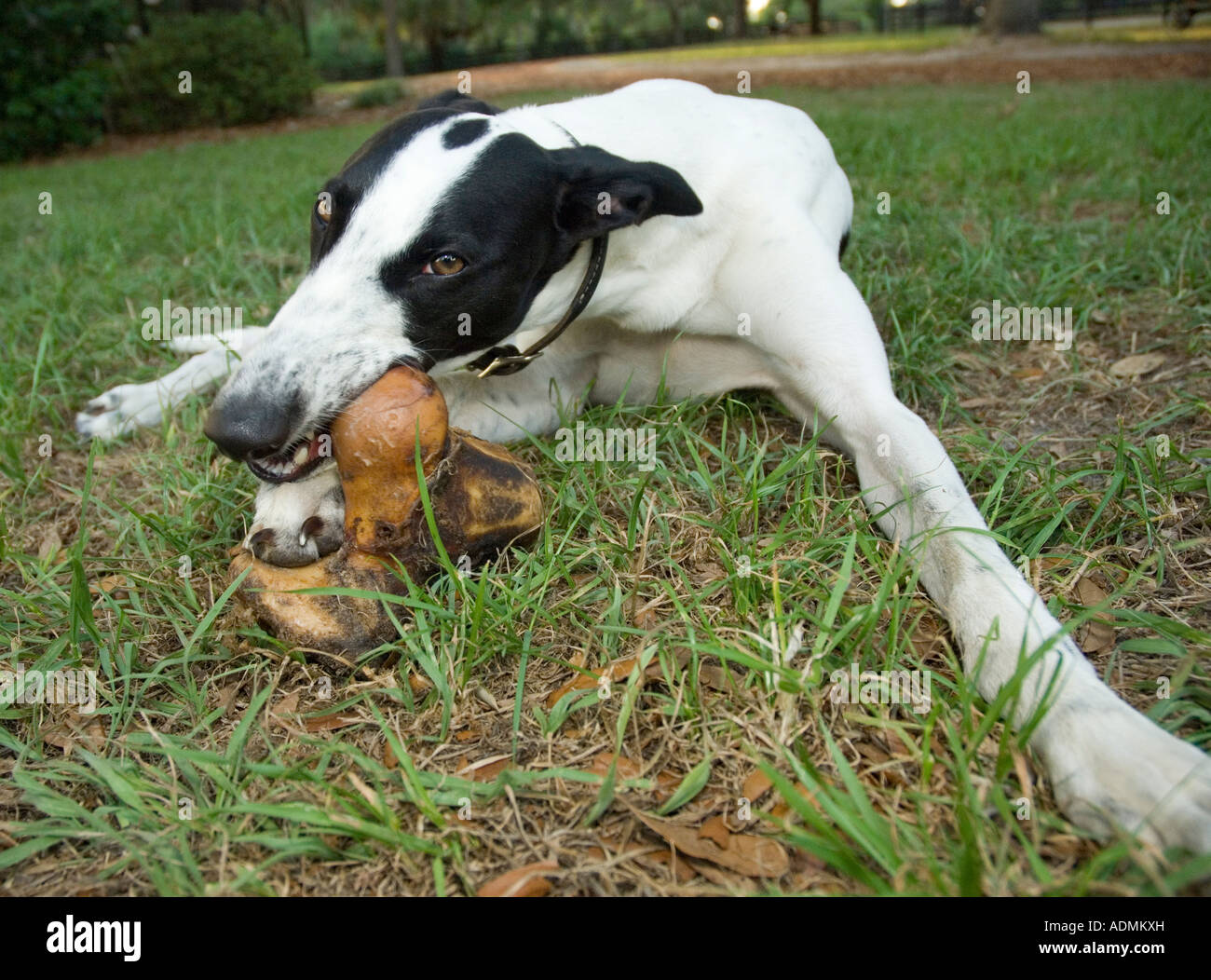 Dog protecting bone hi-res stock photography and images - Alamy