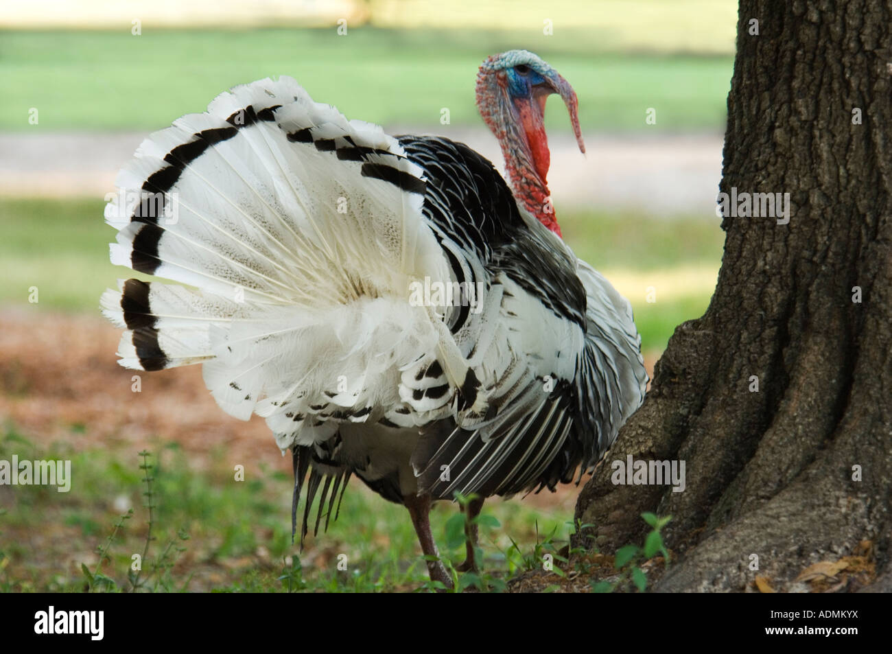 Royal Palm Turkey males Stock Photo - Alamy