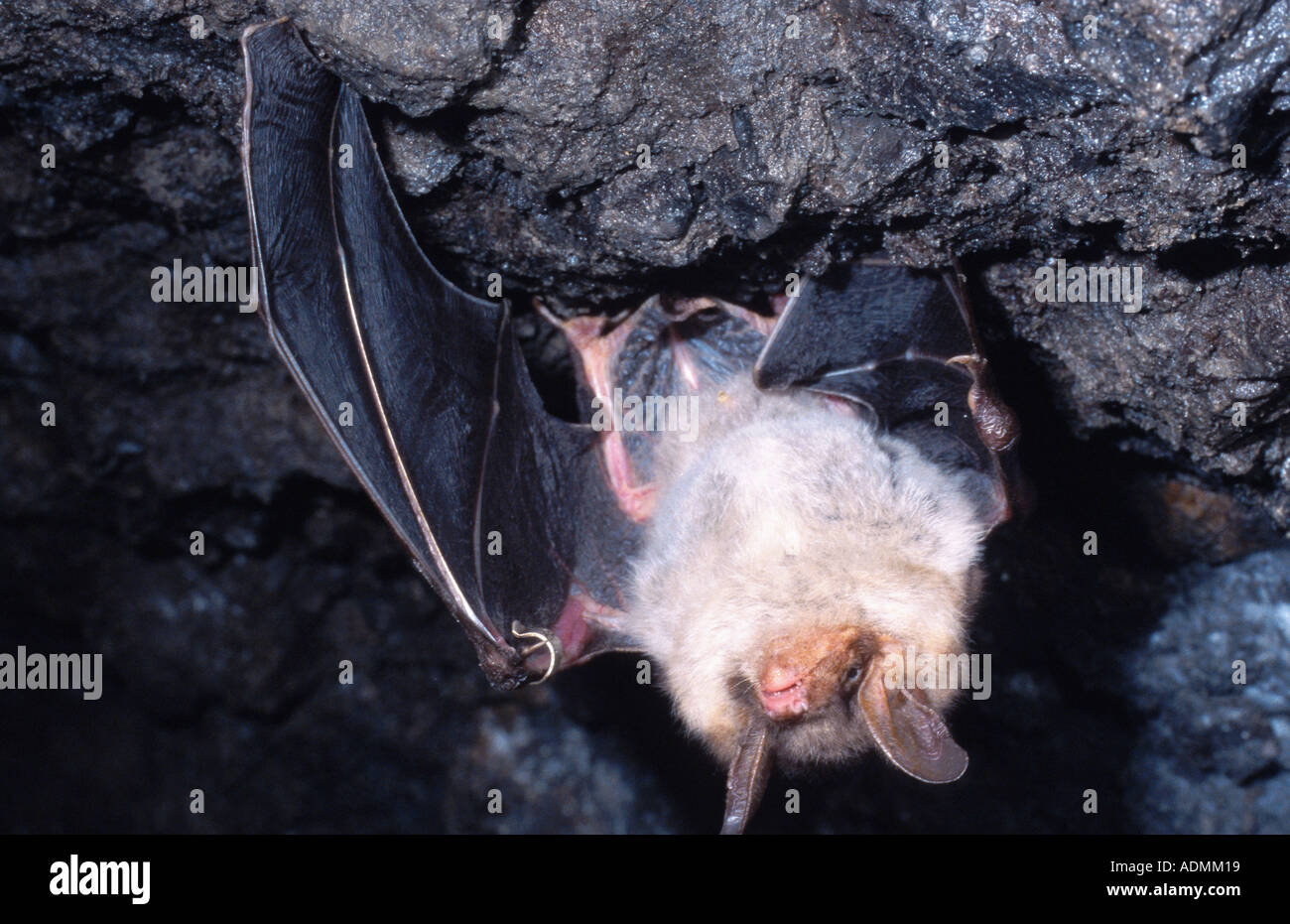 greater mouse-eared bat (Myotis myotis), ringed bat, snarling and ...