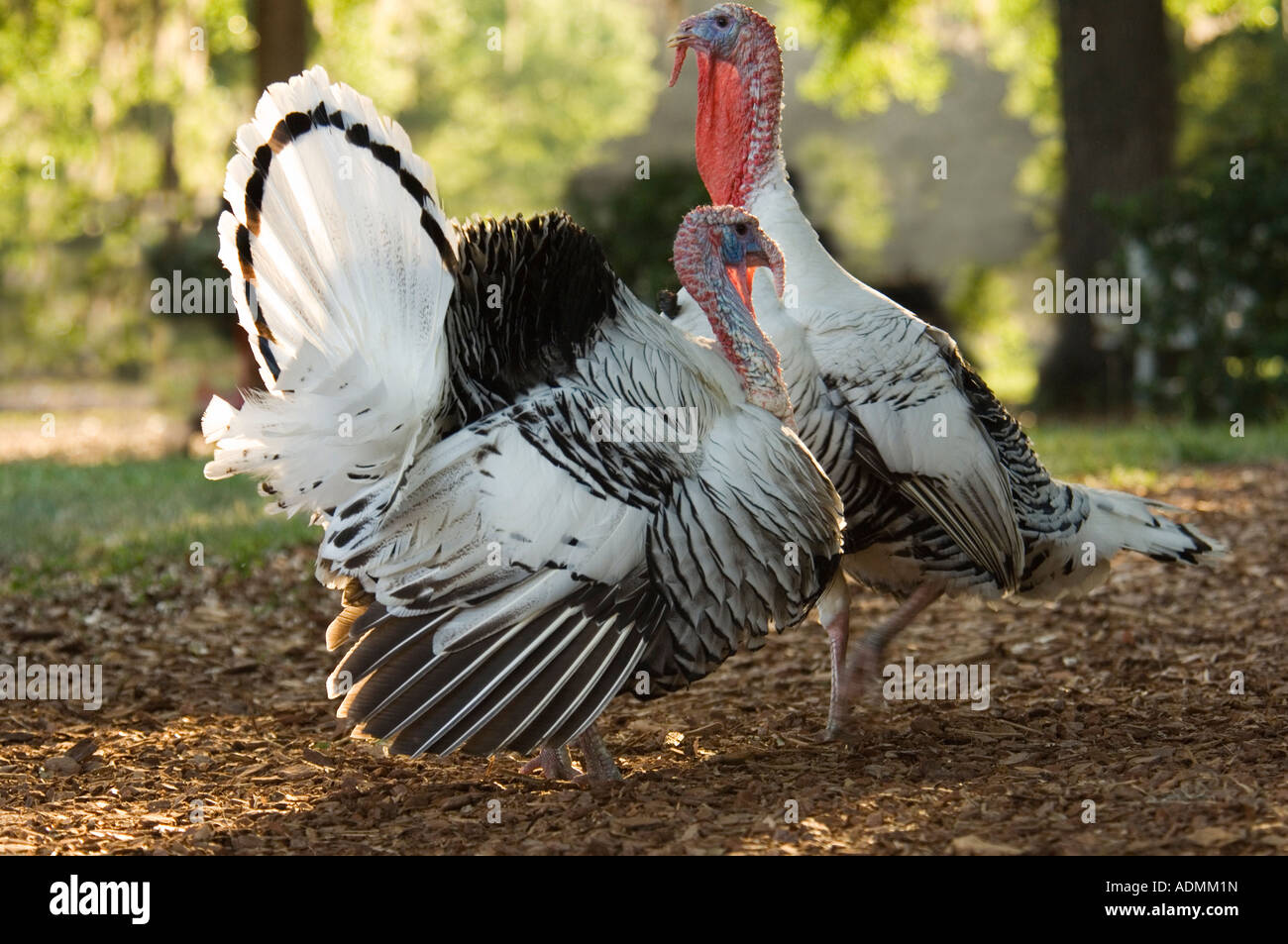 Royal Palm Turkey males Stock Photo - Alamy