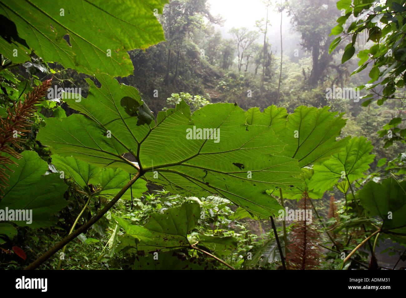 rainforest elephant leaves Costa Rica Stock Photo - Alamy