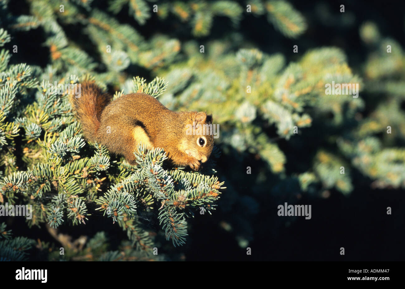 eastern red squirrel, red squirrel (Tamiasciurus hudsonicus), feed on ...