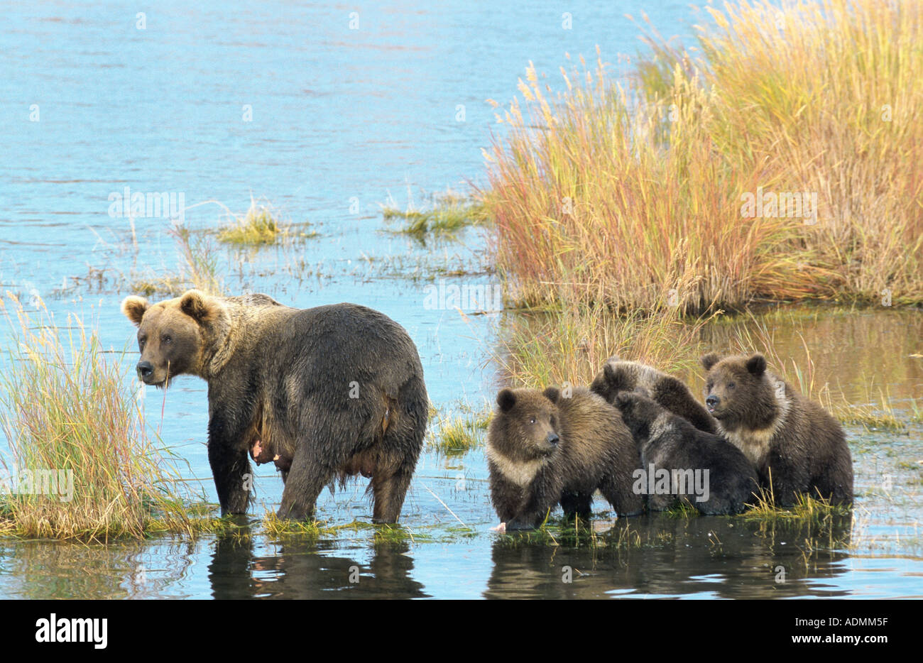 brown bear, grizzly bear (Ursus arctos horribilis), female with four ...