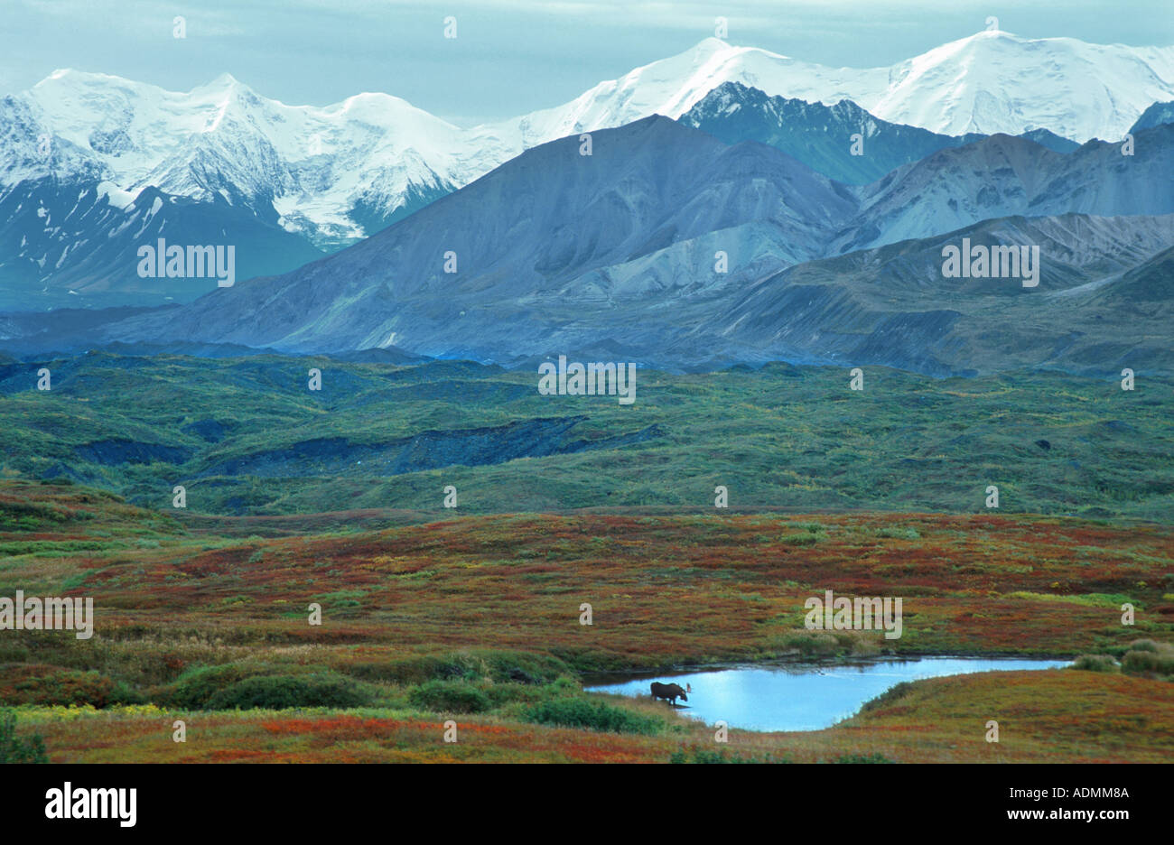 Alaska moose, Tundra moose, Yukon moose (Alces alces gigas), bull ...