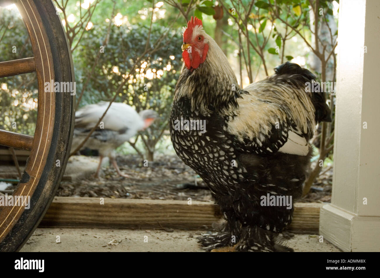 Silver Laced Cochins