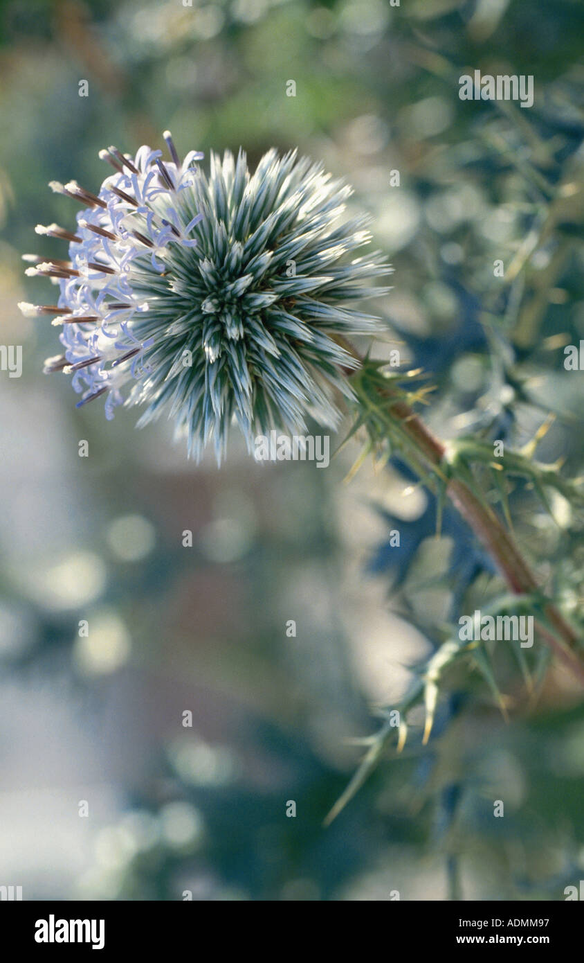 Russian globe thistle, tall globe-thistle (Echinops exaltatus ...