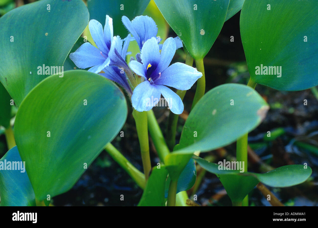 anchored waterhyacinth (Eichhornia azurea), blooming Stock Photo - Alamy