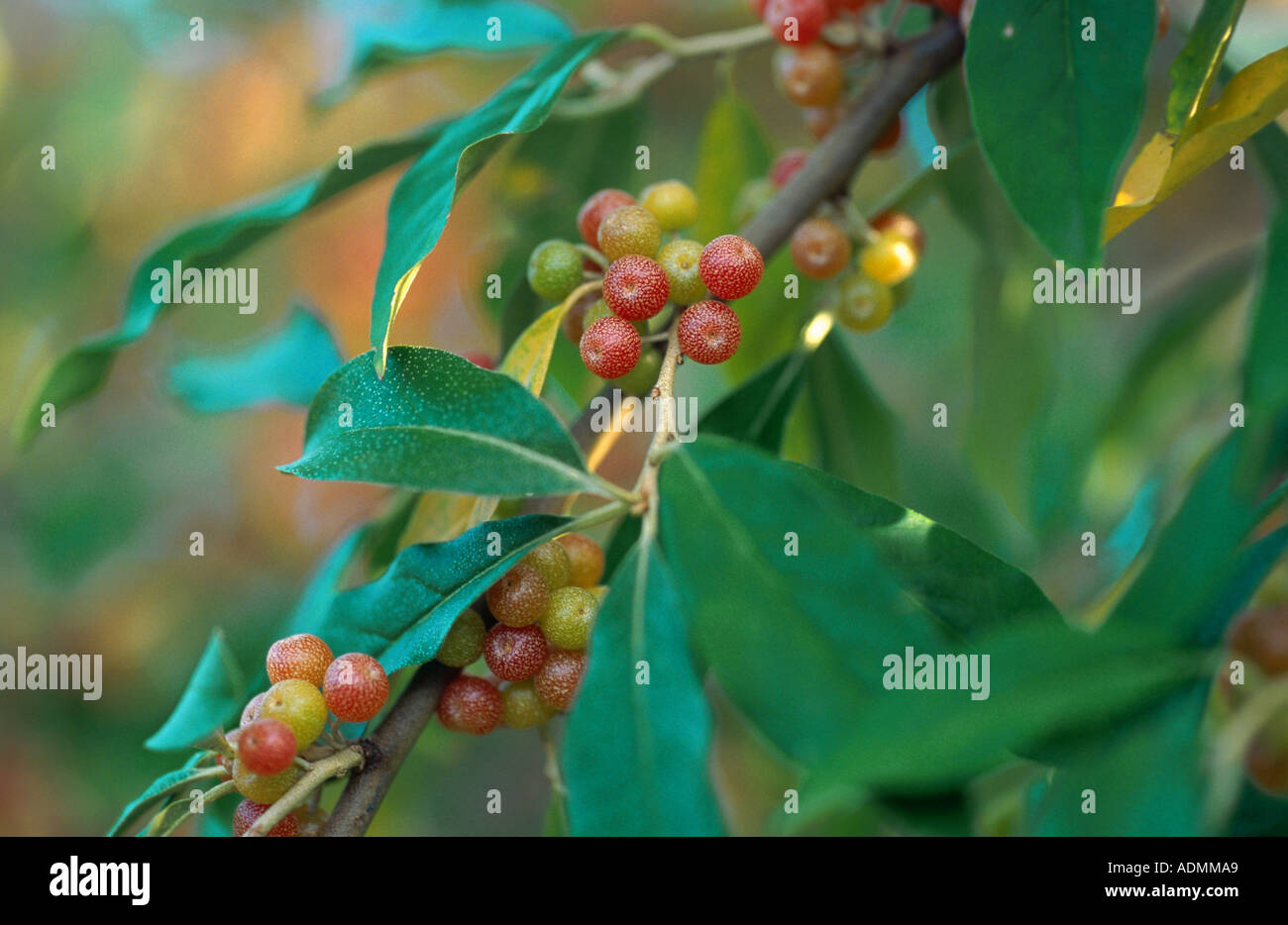 Silverberry hi-res stock photography and images - Alamy