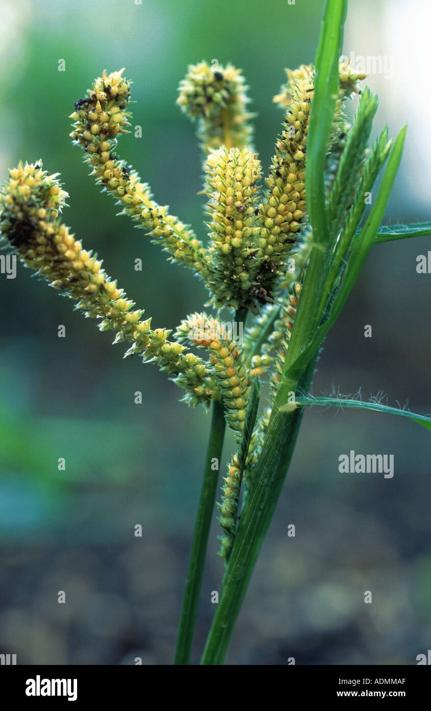 Dragons claw hi-res stock photography and images - Alamy