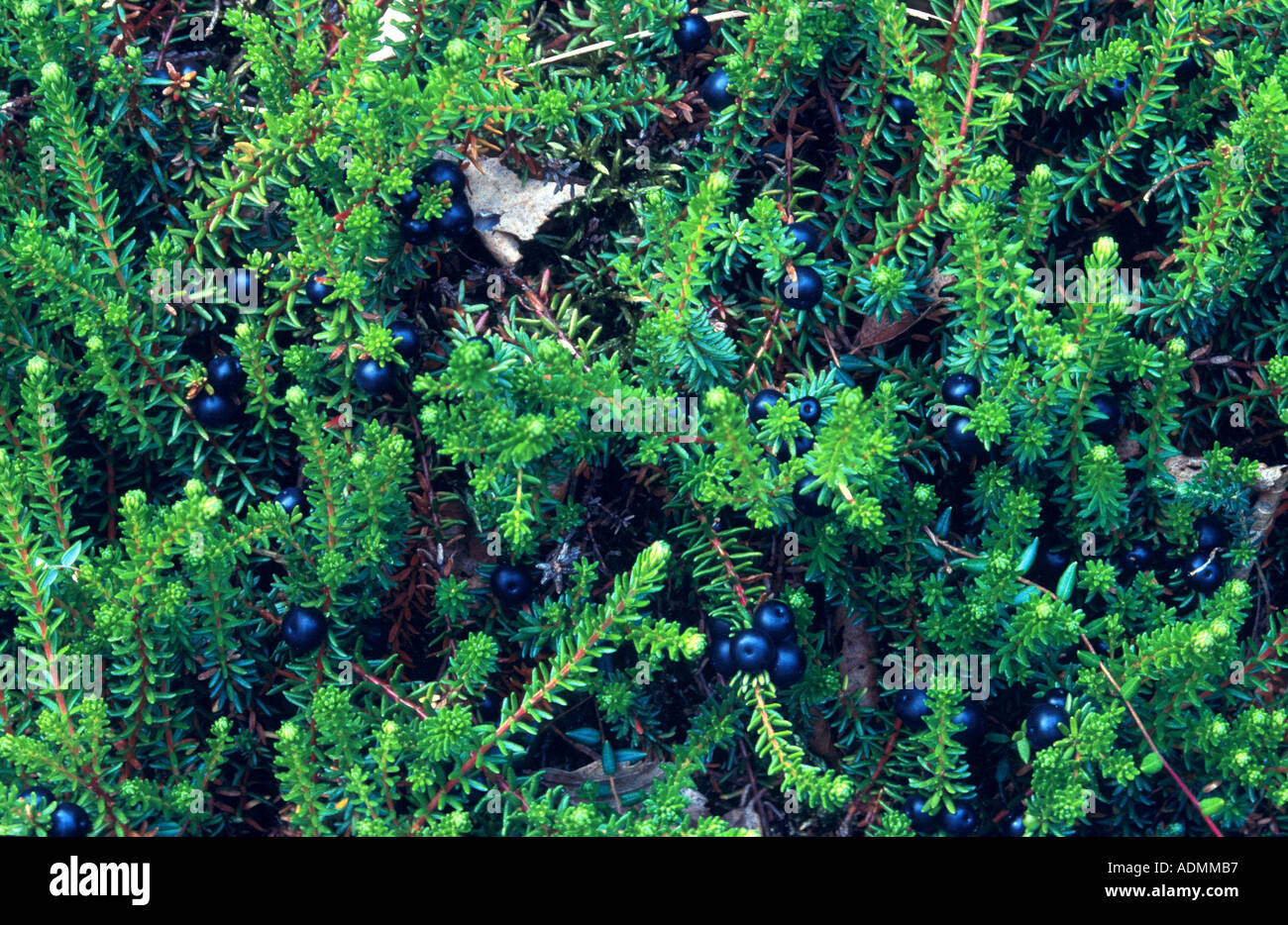 R nigrum hi-res stock photography and images - Alamy