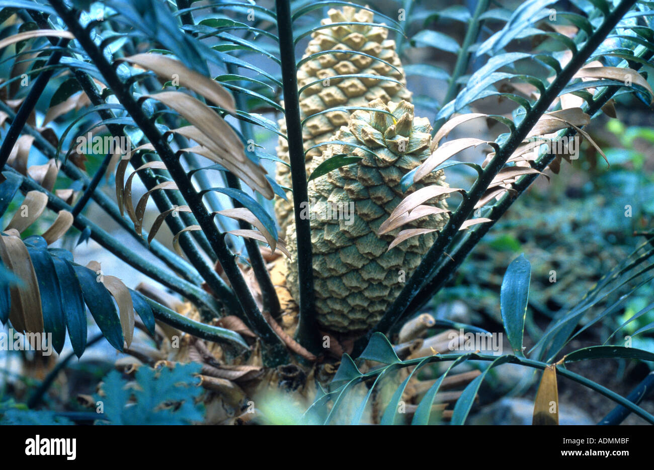 Cycad trees hi-res stock photography and images - Alamy