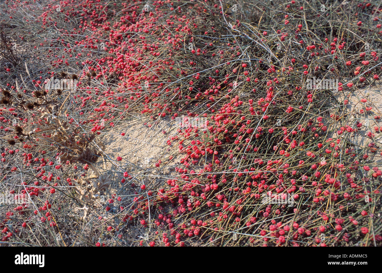 sea grape (Ephedra distachya), plants with mature globular fruits Stock ...