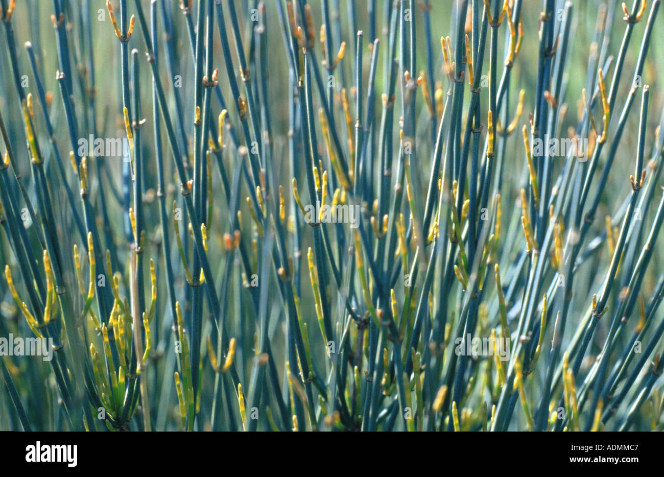 Ma Huang Dried Stems