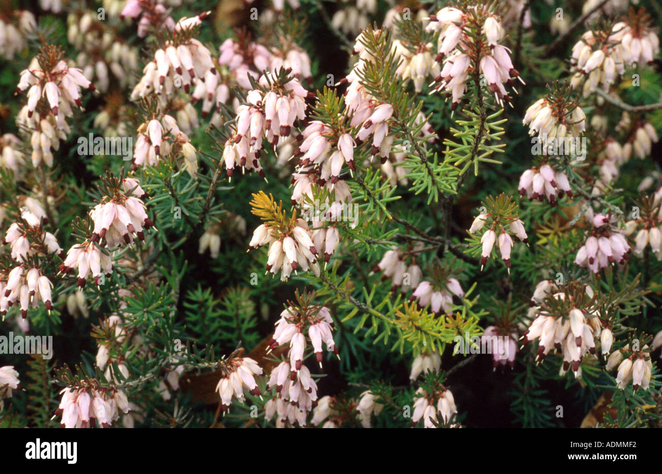 winter heath (Erica carnea), blooming Stock Photo - Alamy