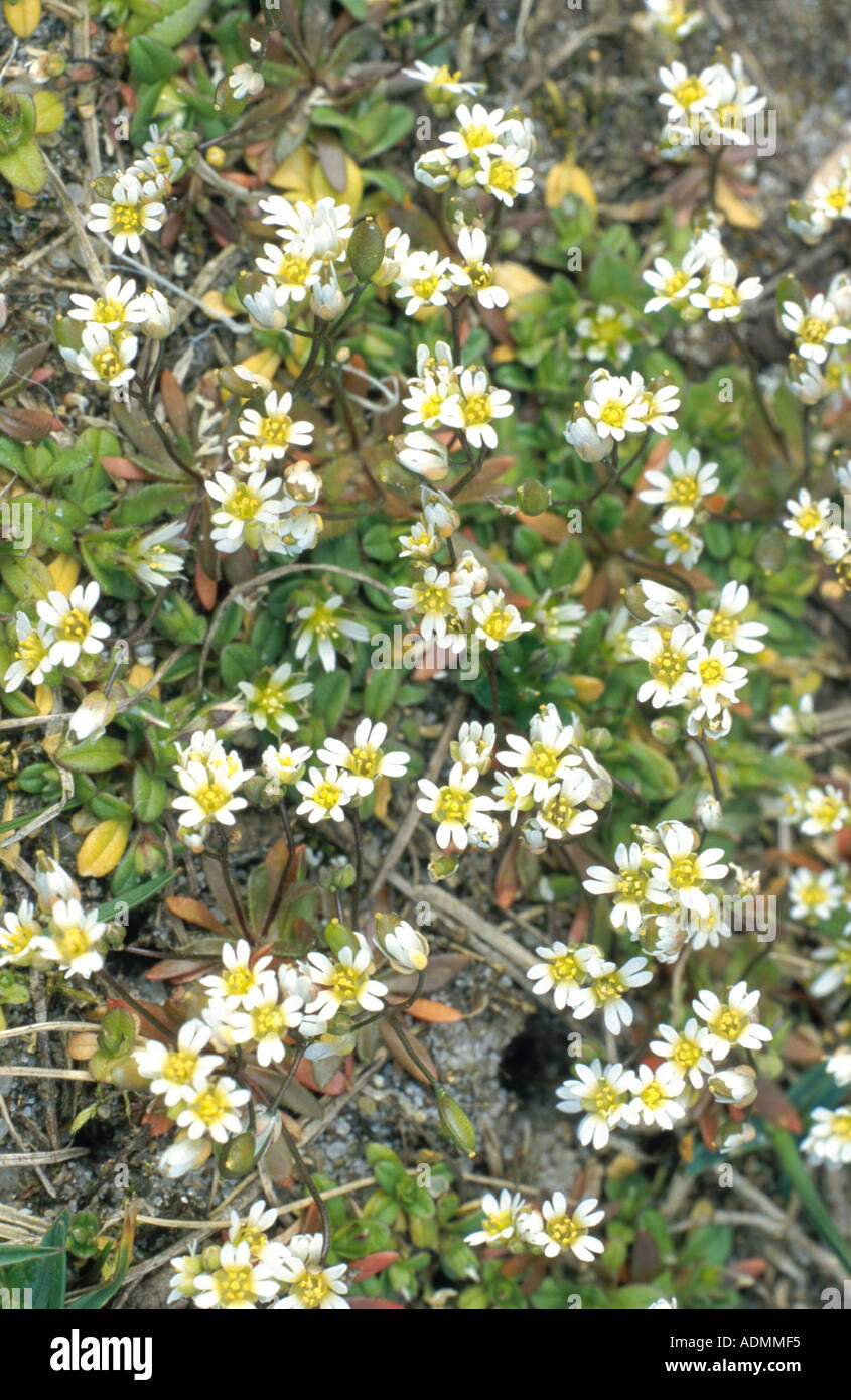 Common whitlow grass hi-res stock photography and images - Alamy