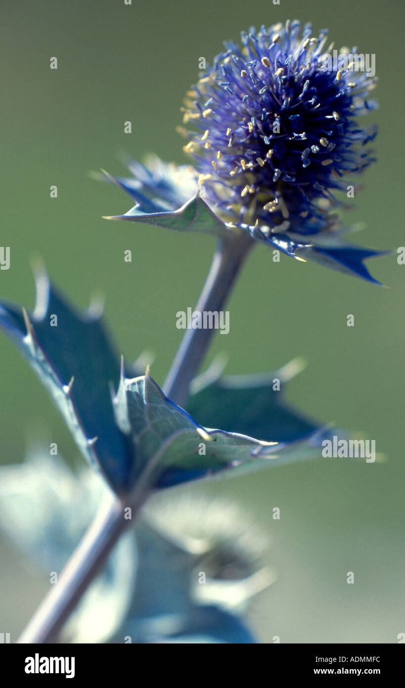 sea-holly, seaside coyote-thistle (Eryngium maritimum), blooming ...