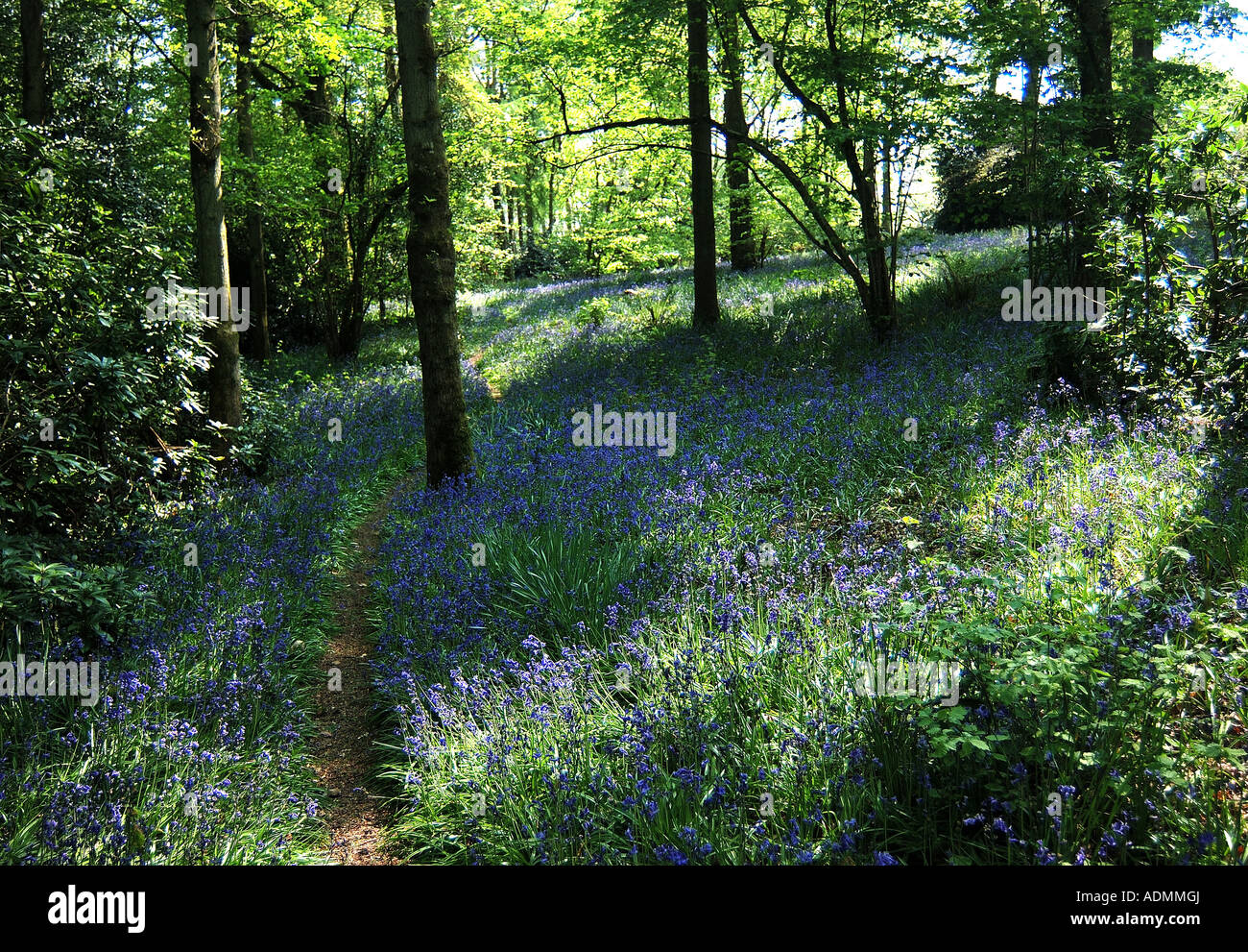 Devon woods hi-res stock photography and images - Alamy