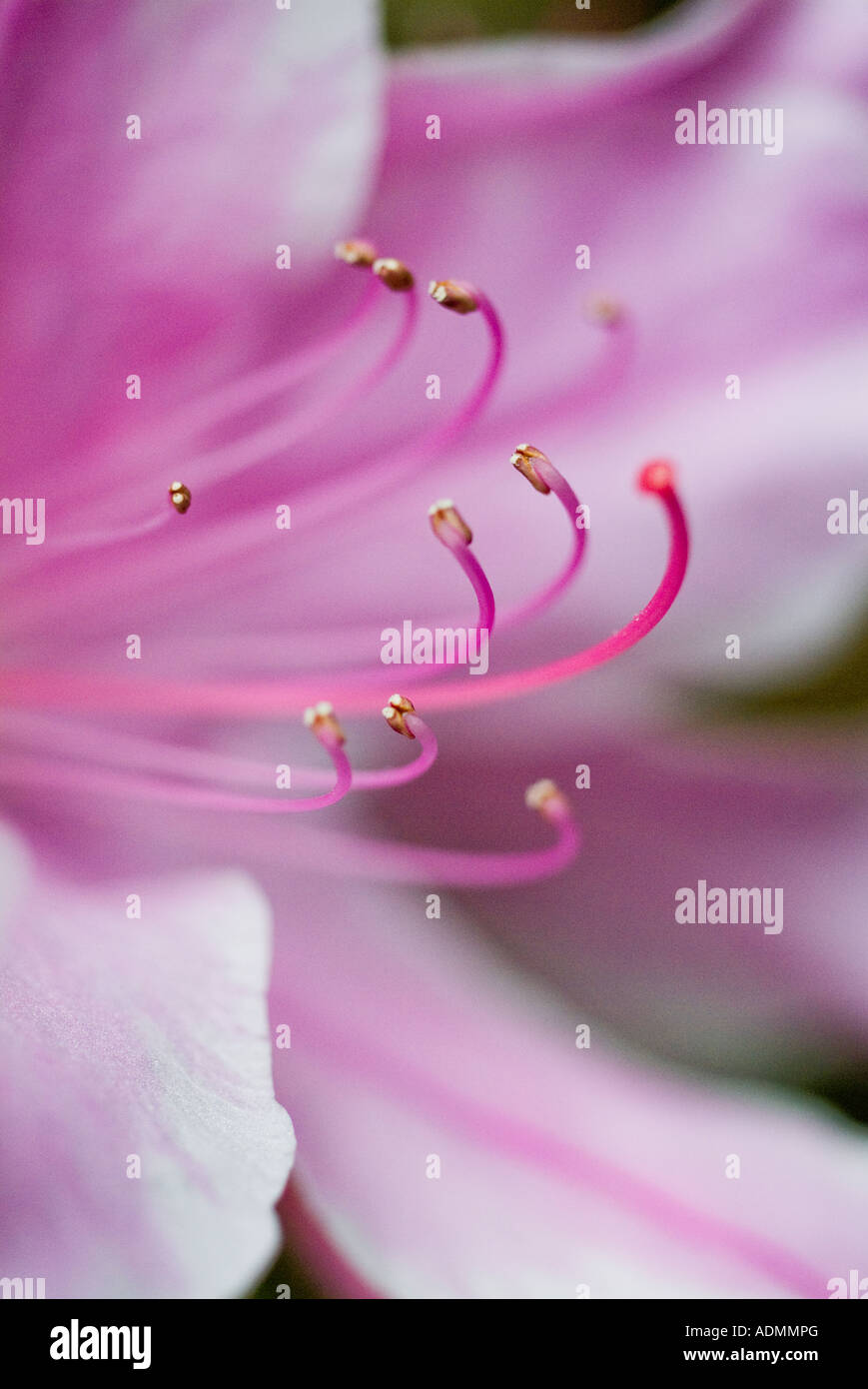 Pink Stargazer lily flower Stock Photo - Alamy