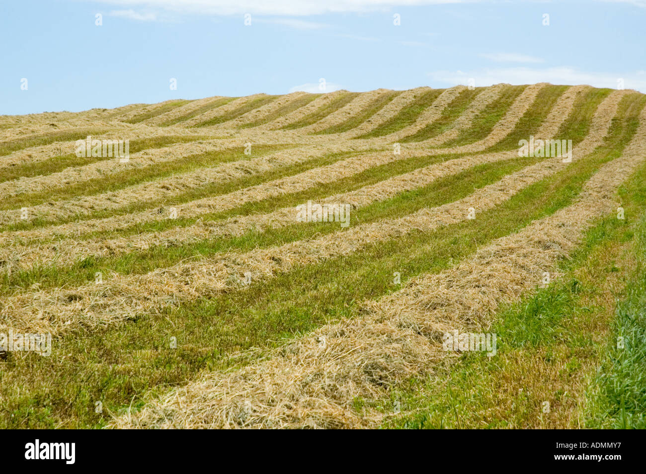 Crop rows perspective hi-res stock photography and images - Alamy