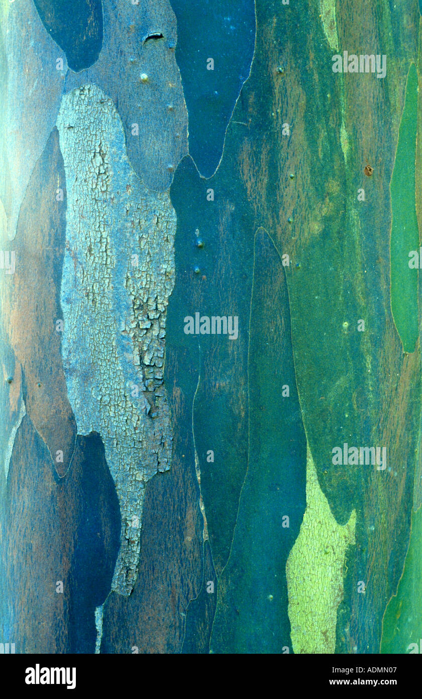 rainbow eucalyptus (Eucalyptus deglupta), bark Stock Photo - Alamy