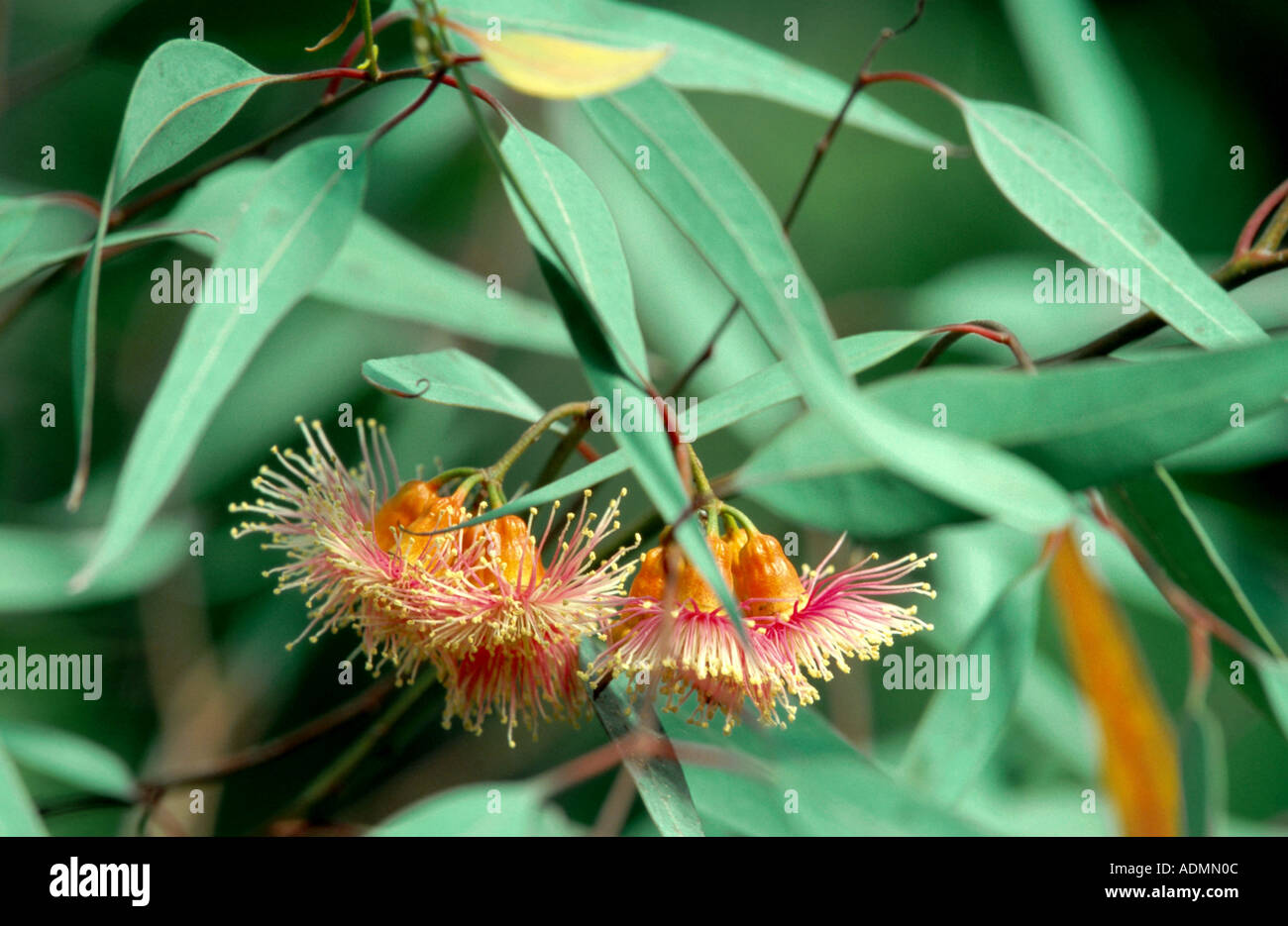Tasmanian blue gum, Blue gum, Southern Blue Gum (Eucalyptus globulus ...