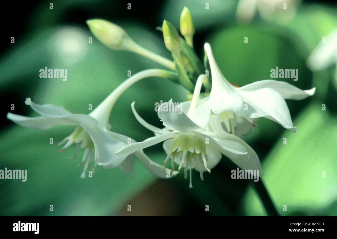 Amazon lily (Eucharis amazonica), blooming Stock Photo - Alamy