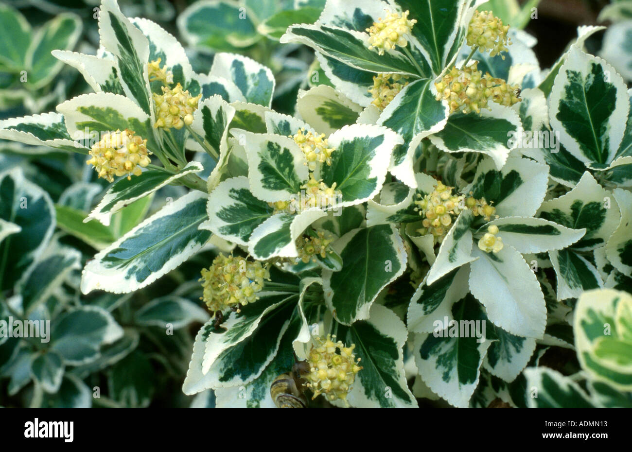 Silver Queen Euonymus