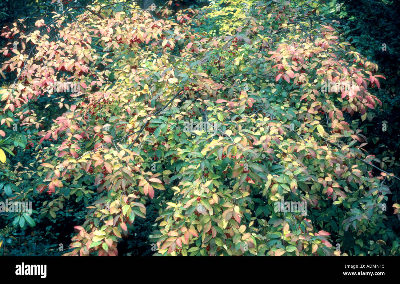 Evergreen Spindle Stock Photos & Evergreen Spindle Stock Images - Alamy