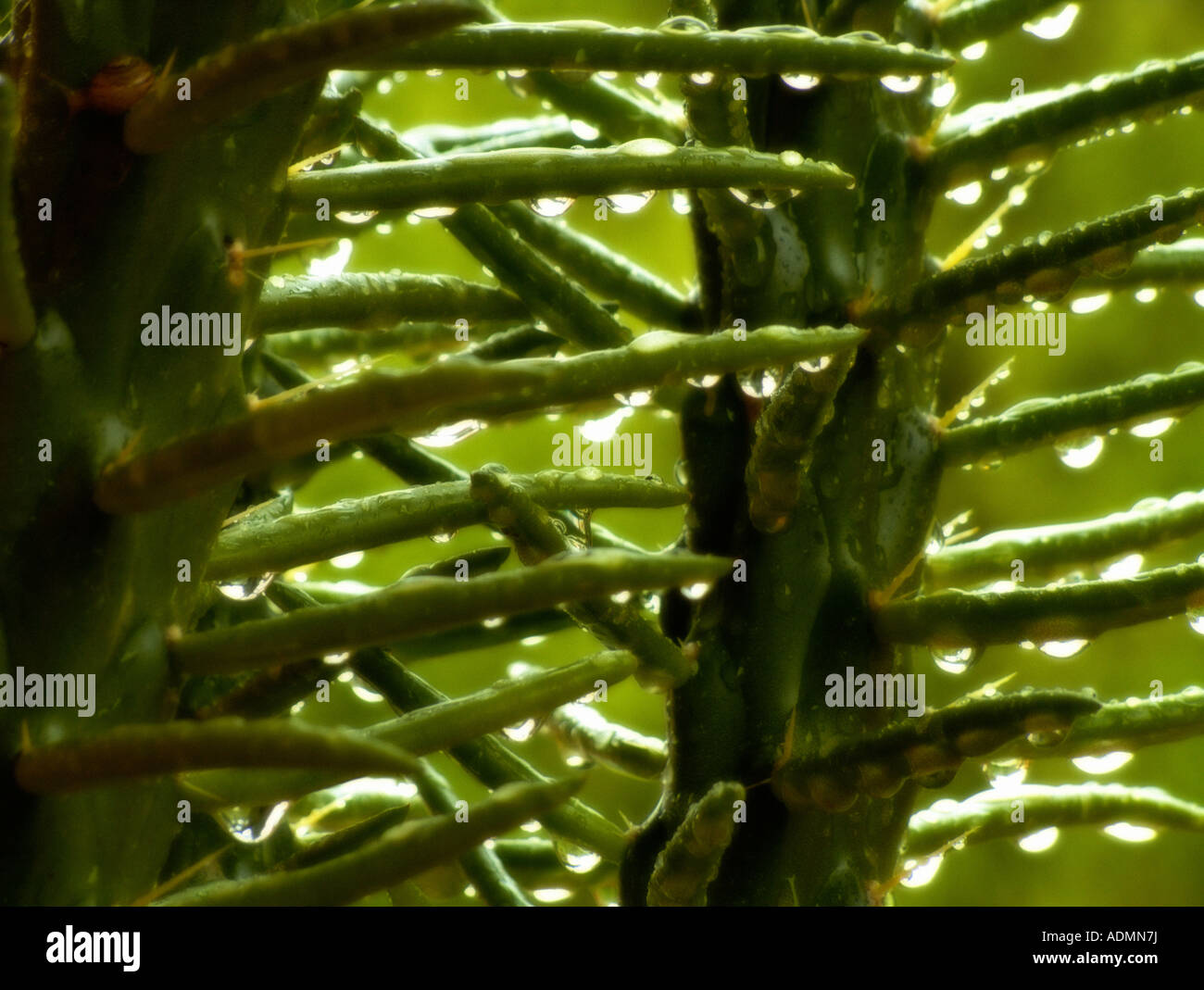 Pelting rain hi-res stock photography and images - Alamy