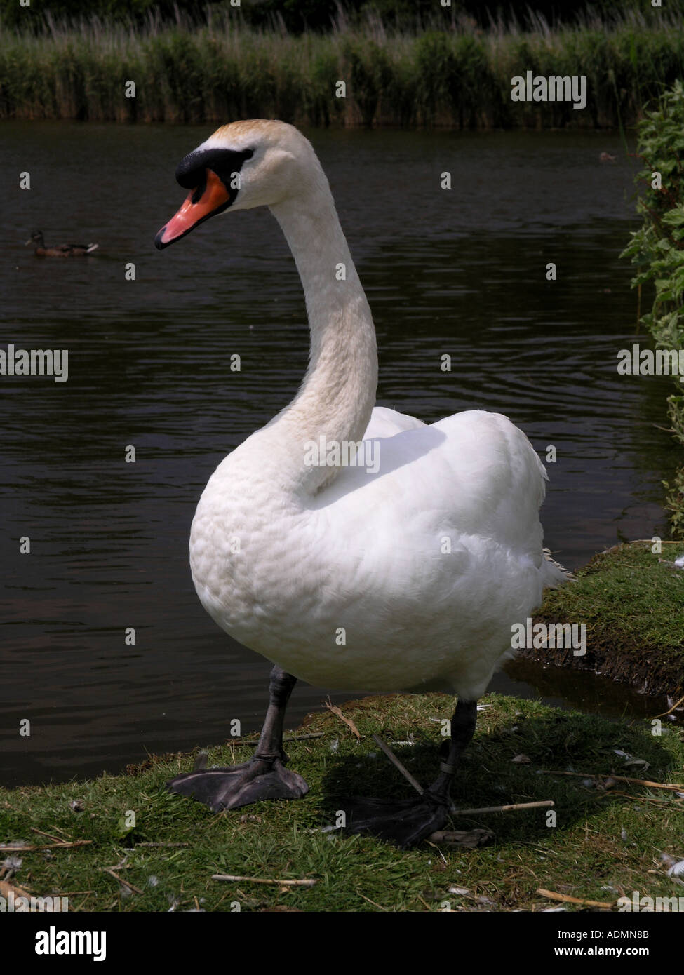 Swan with ringed leg hi-res stock photography and images - Alamy
