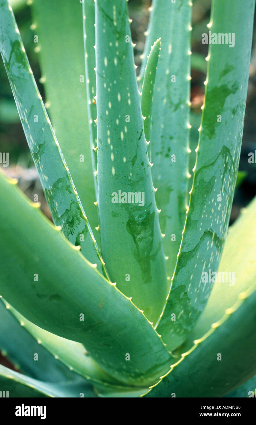 aloe vera (Aloe vera, Aloe barbadensis), leaves Stock Photo - Alamy