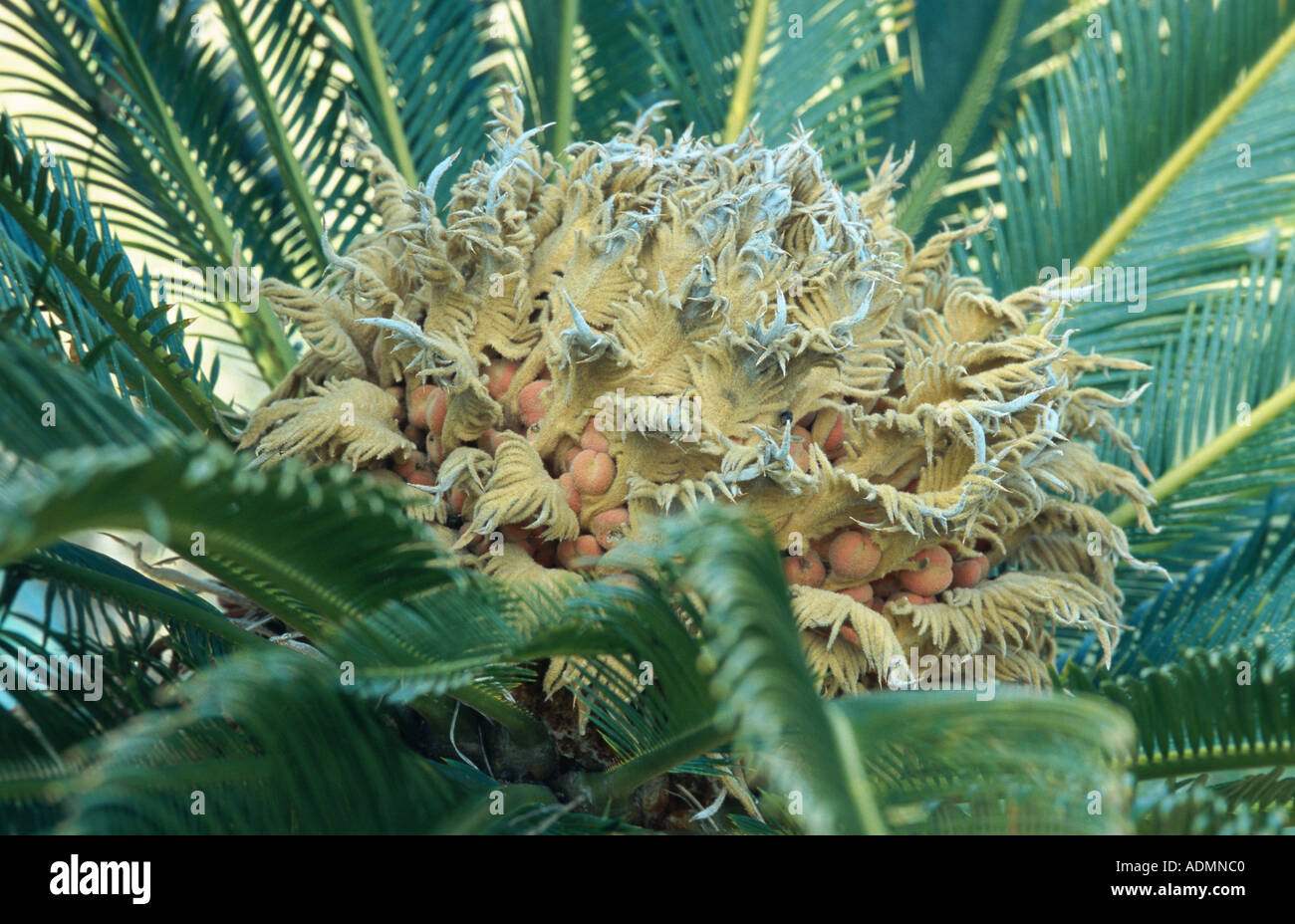 Female Sago Palm High Resolution Stock Photography and Images - Alamy