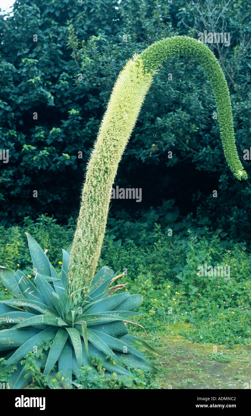 fox tail agave, spineless century plant (Agave attenuata ...