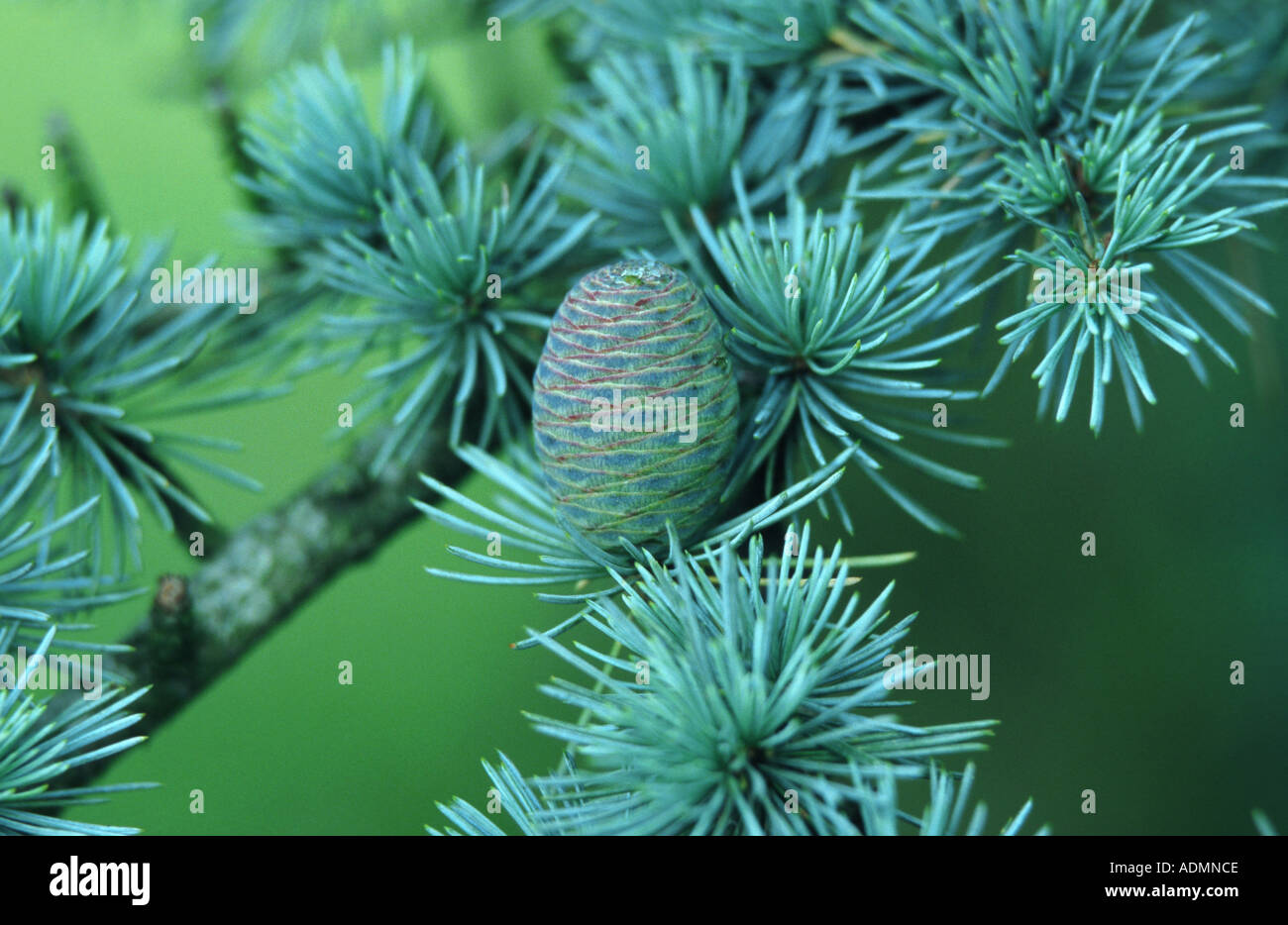 African cedar cedrus atlantica hi-res stock photography and images - Alamy