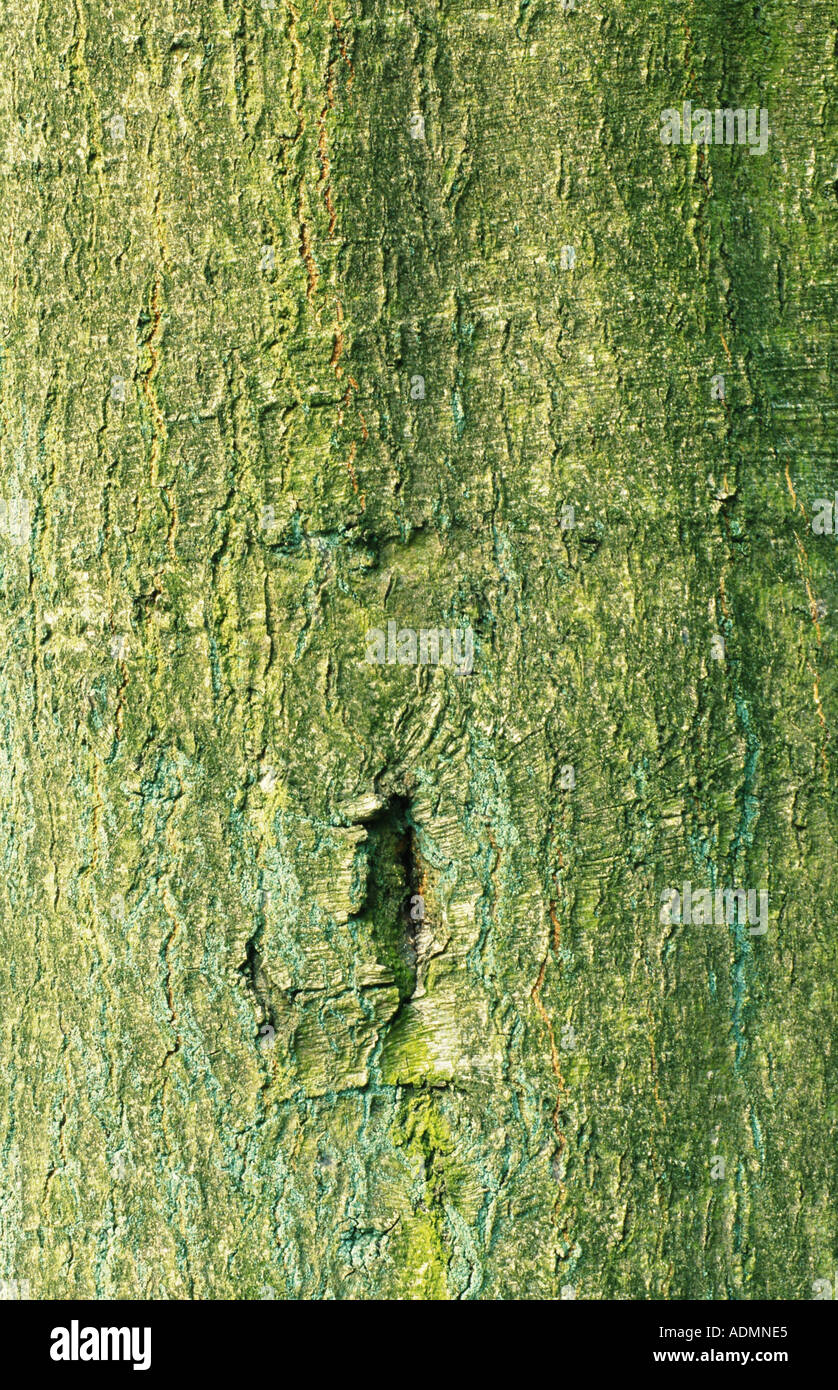 common beech (Fagus sylvatica), bark Stock Photo - Alamy