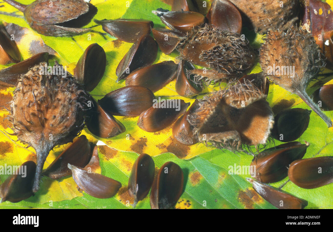 common beech (Fagus sylvatica), beech-nuts Stock Photo - Alamy