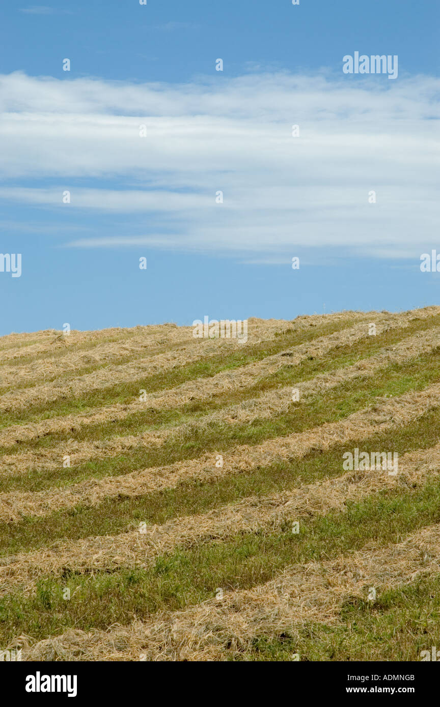 Harvest crop rolls cut farm industry hi-res stock photography and ...