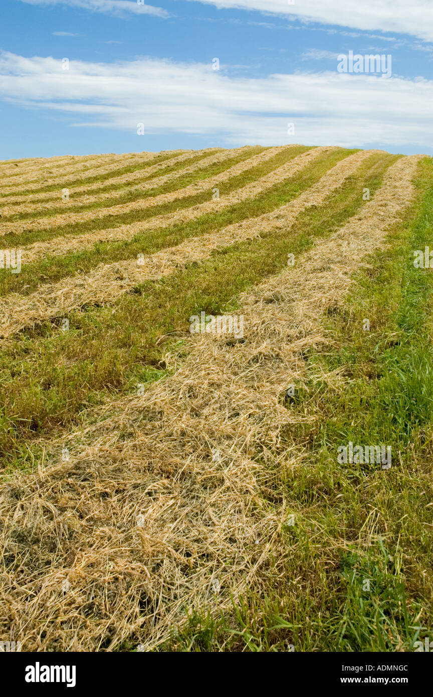 Harvest crop rolls cut farm industry hi-res stock photography and ...
