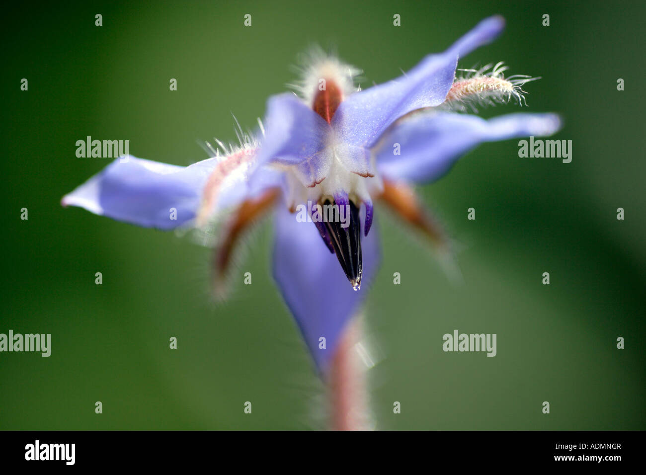 Starflower, the borage flower (Borago officinalis Stock Photo - Alamy